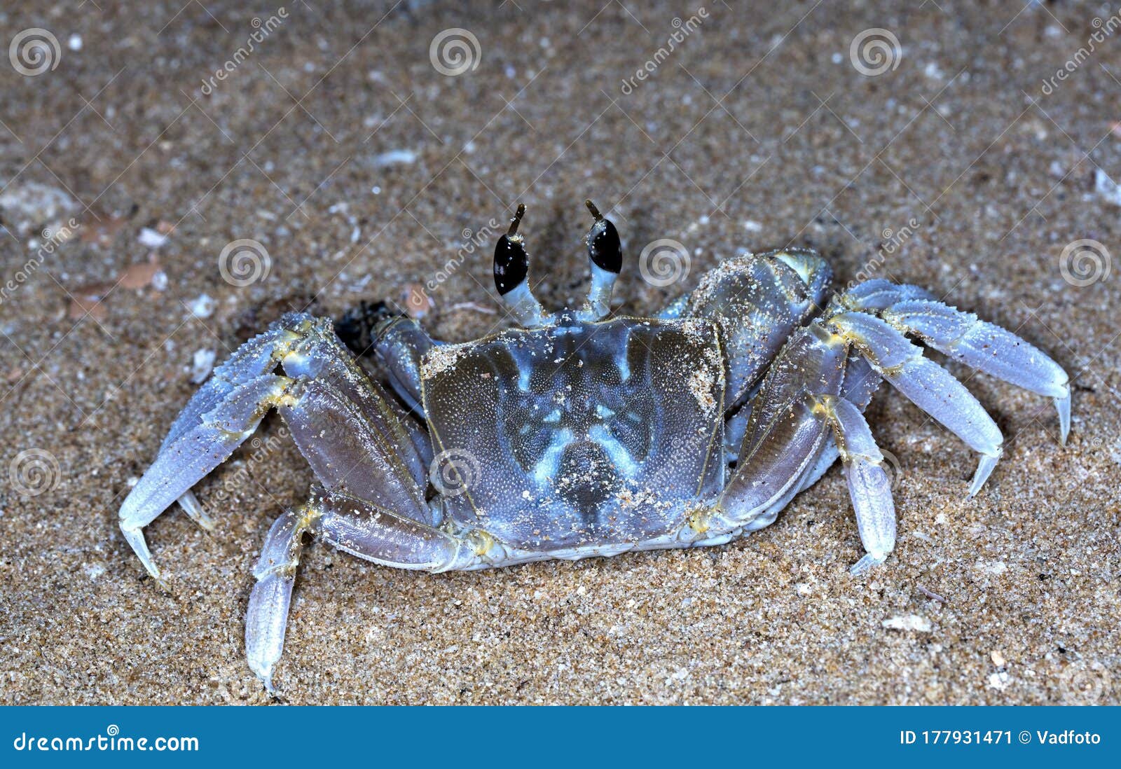 Small crab on the beach stock image. Image of crawl - 177931471