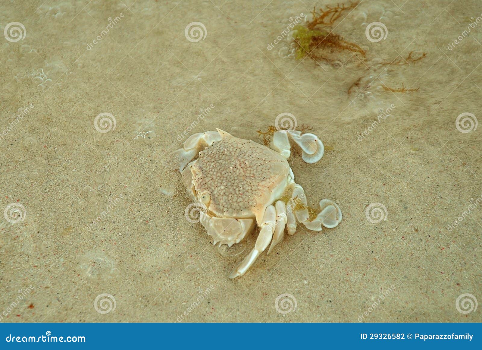 A Small Crab on the Bottom of the Sea Stock Photo - Image of chilly ...