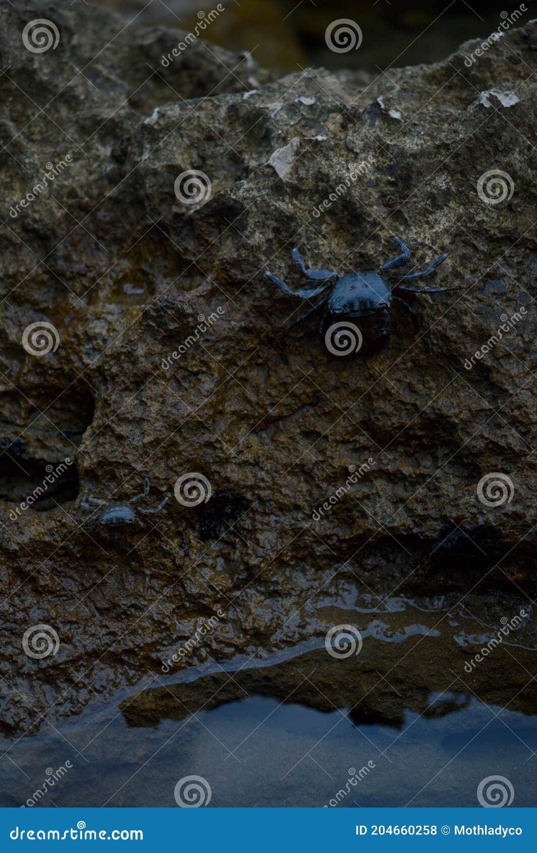 Small Crab, Crabs on Rocks at the Beach, at the Sea Stock Photo - Image ...
