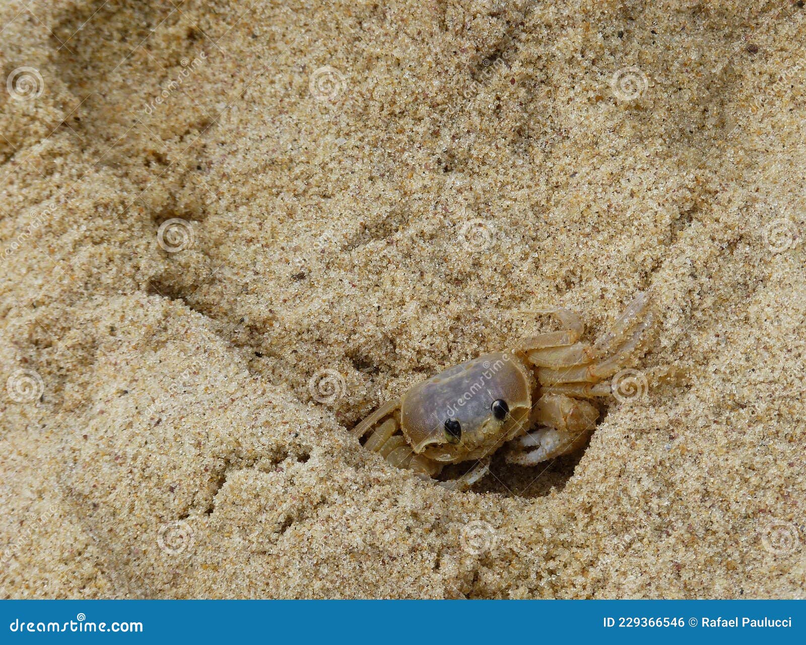 Crab Digging a Hole in the Beach Sand Stock Photo - Image of buzios ...