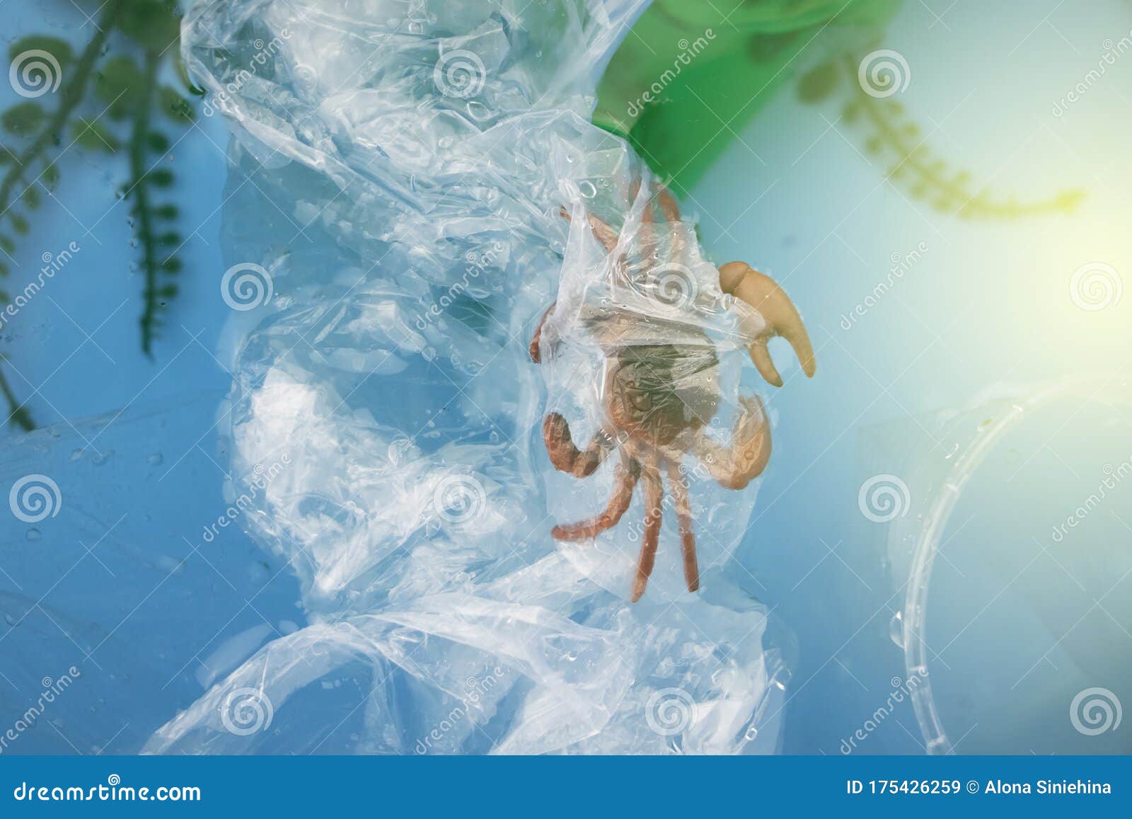 Small Crab Entangled in a Plastic Bag. Plastic Pollution of the Oceans ...