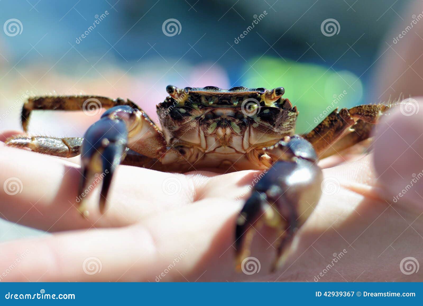 Small crab in hand stock image. Image of sunset, claw - 42939367