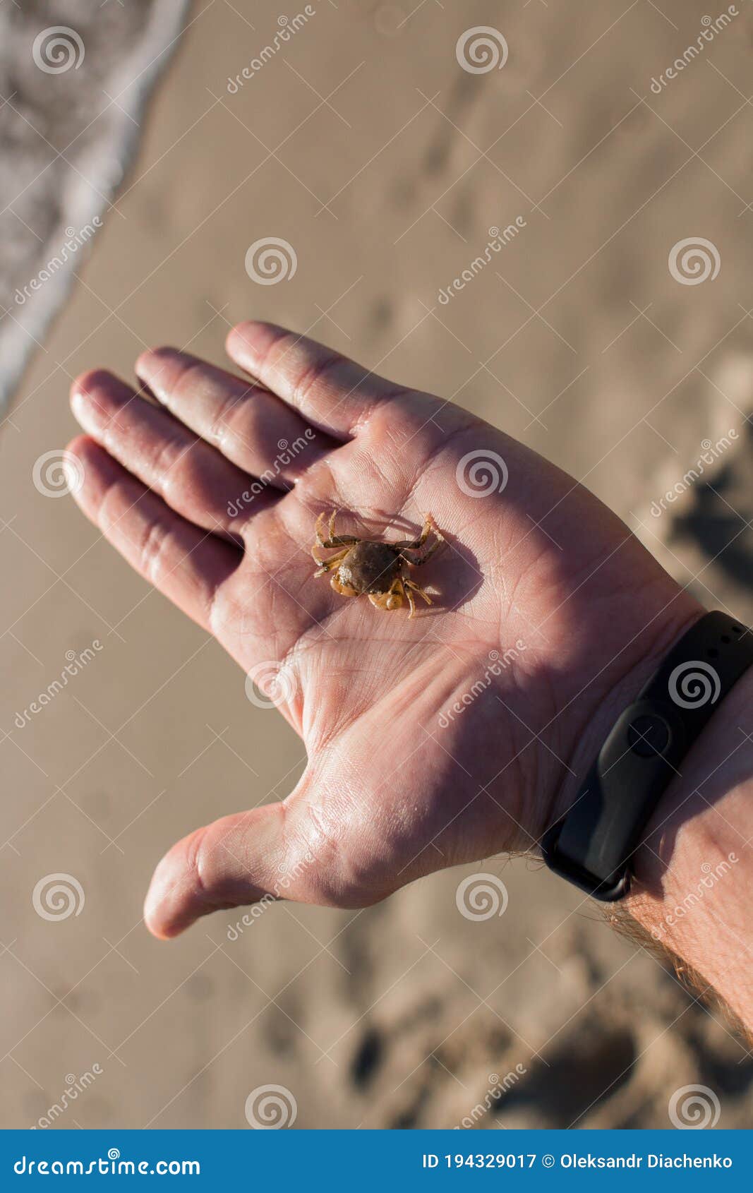 Small crab on a man`s hand stock image. Image of claw - 194329017