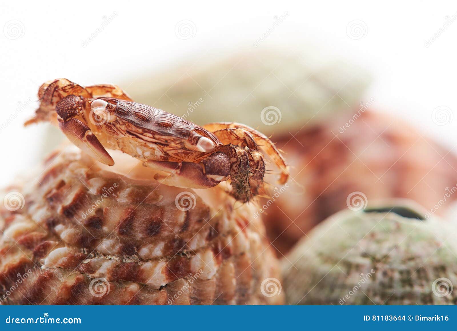 Small crab in nature stock photo. Image of closeup, color - 81183644