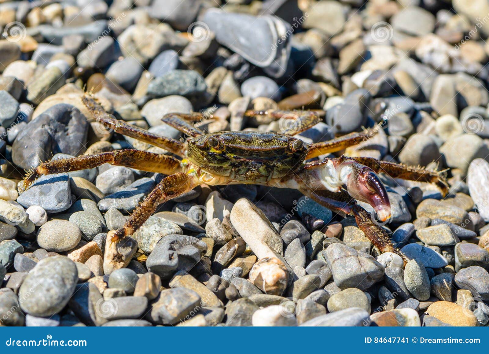 Small crab with one claw stock image. Image of colors - 84647741