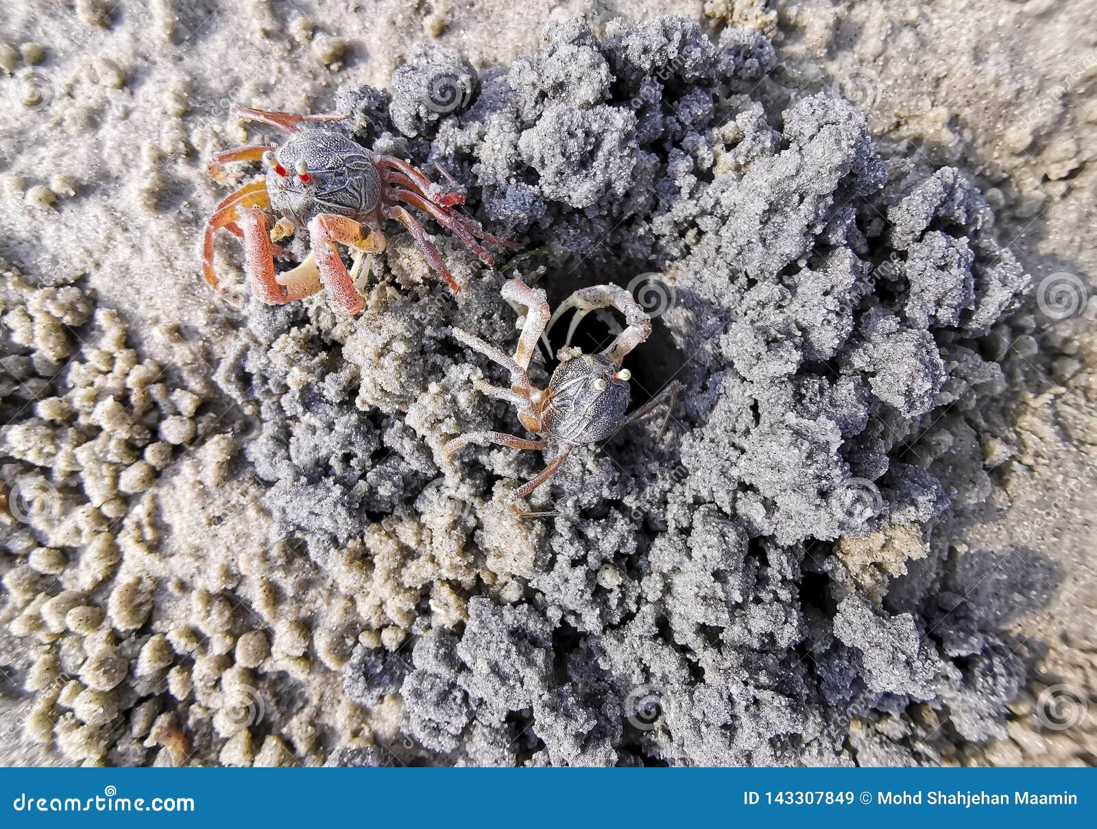 Animals stock image. Image of crab, beach, animals, detail - 143307849