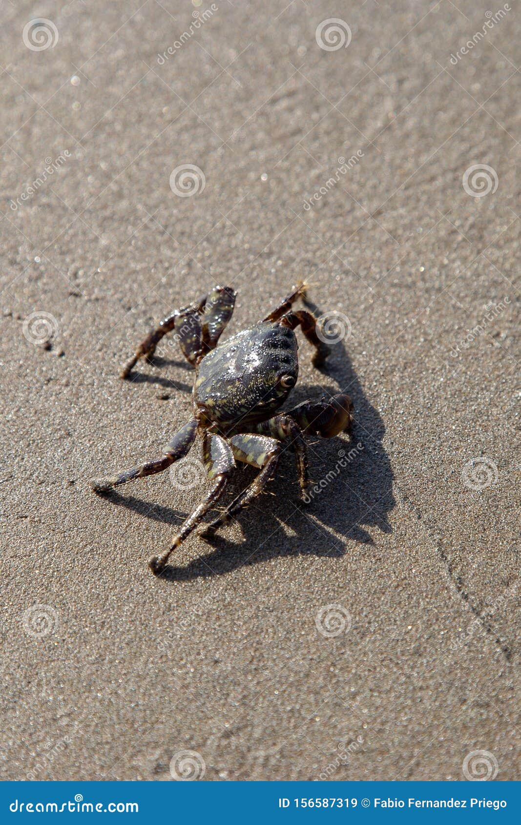 Little crab at beach stock image. Image of blue, hairy - 156587319