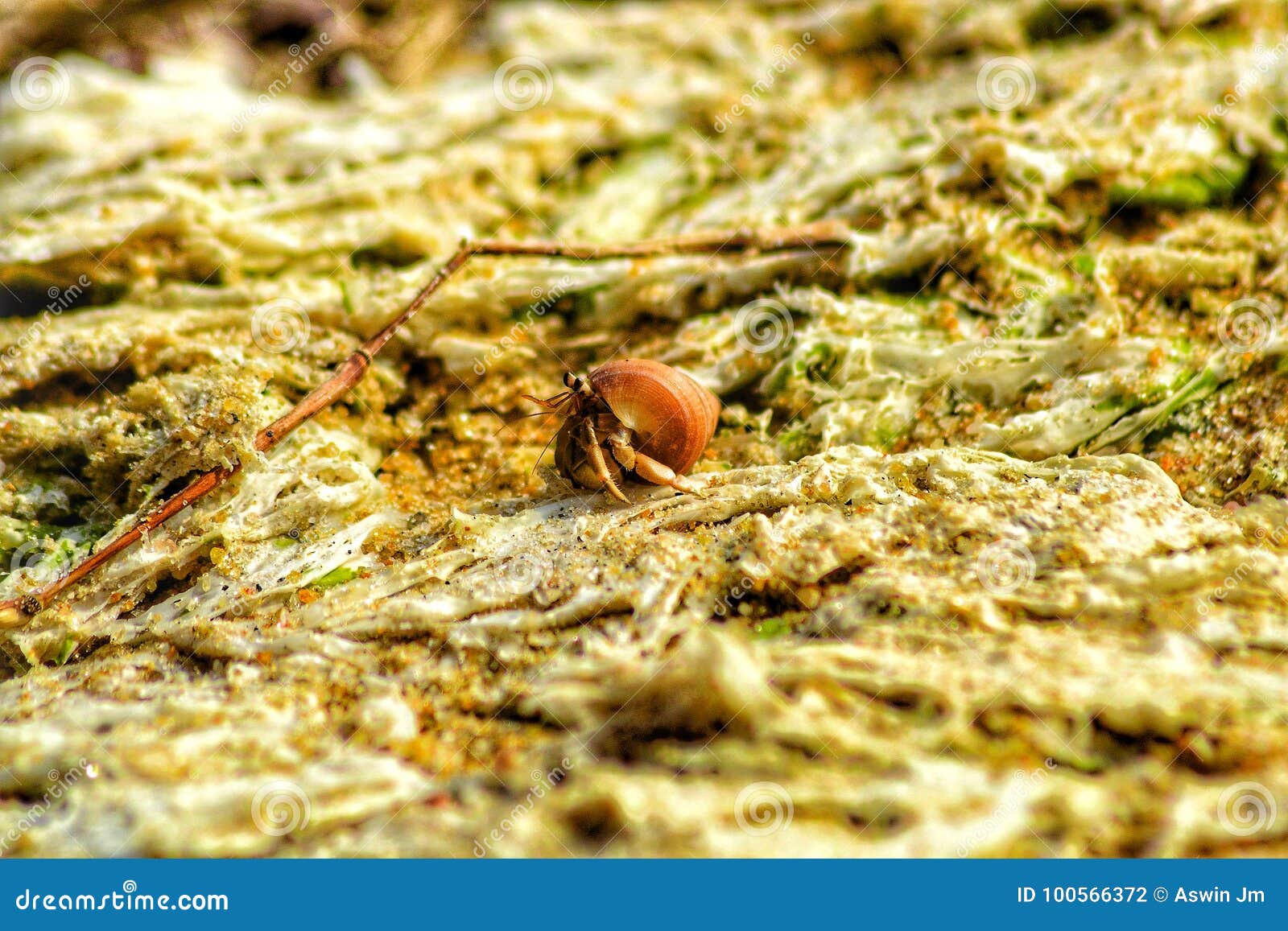 Small crab stock photo. Image of small, crab, nature - 100566372