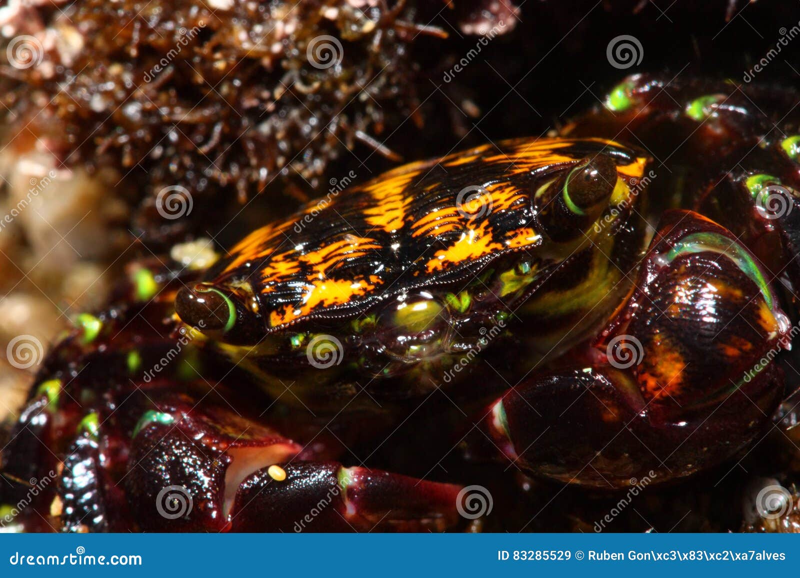 Small crab stock image. Image of rock, seafood, crab - 83285529