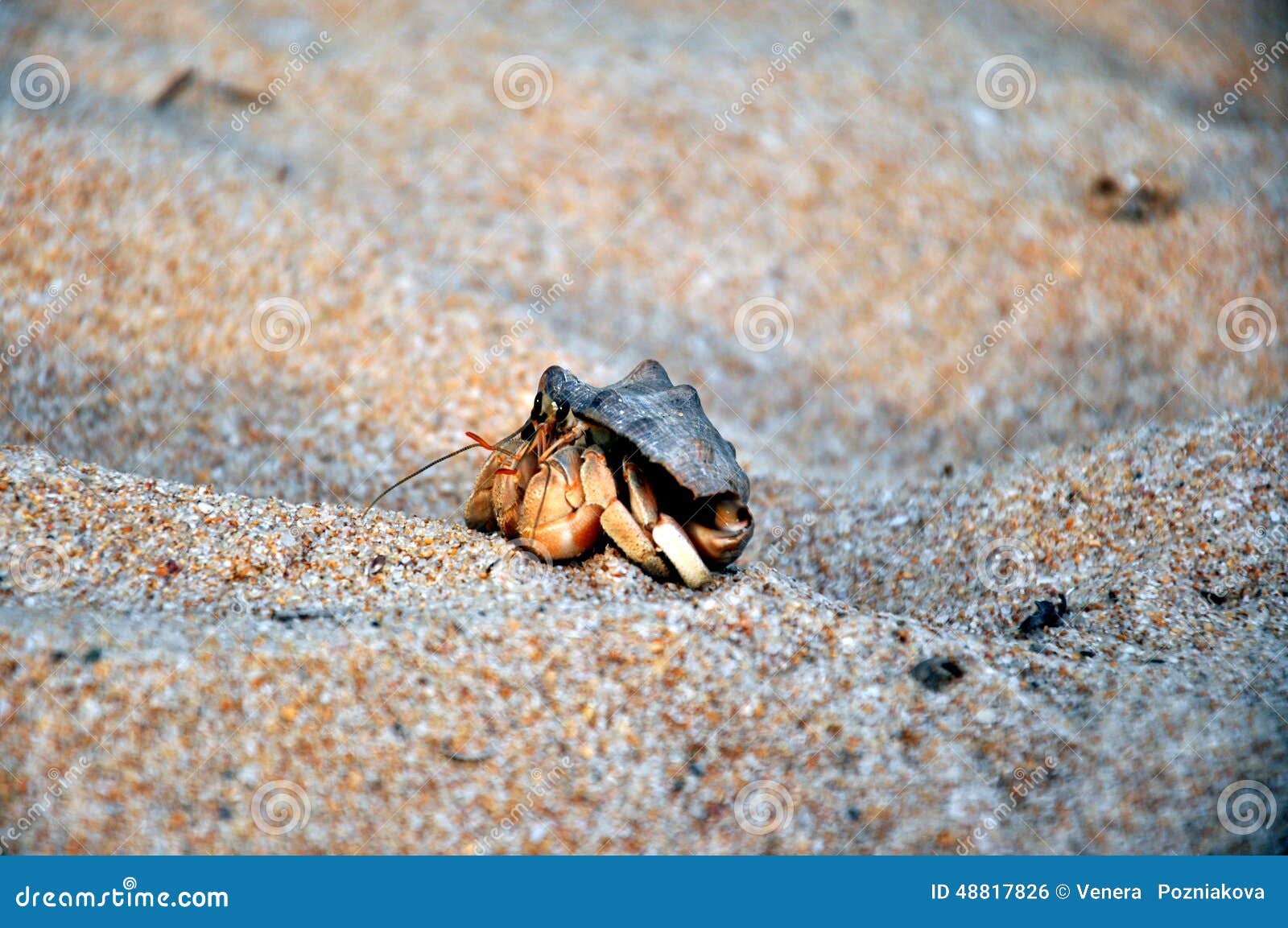 Small crab stock photo. Image of island, animal, armor - 48817826