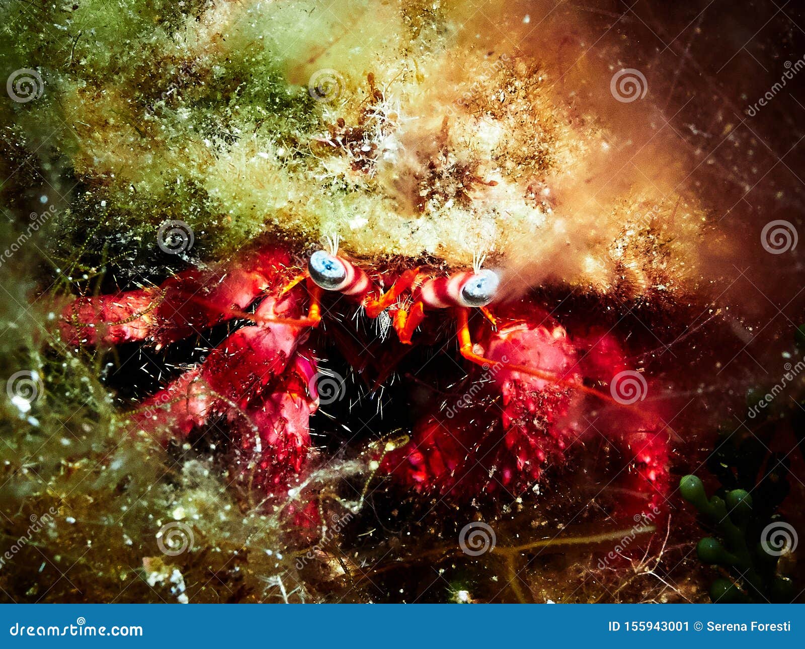 Small Crabfish in Its Shell Stock Image - Image of cardisoma, land ...