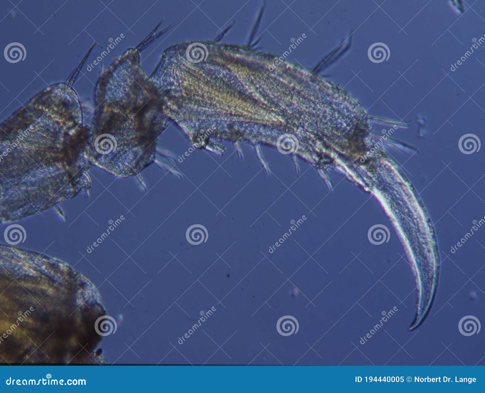 Small Crabs As Sea Plankton Stock Image - Image of fragile, appendages ...