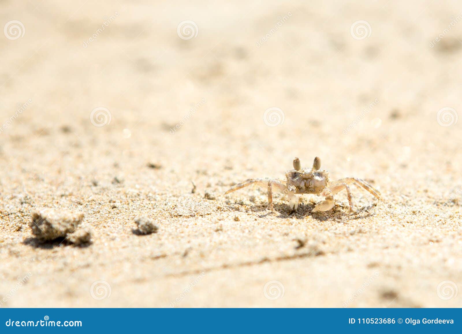 Small crabs on the beach stock photo. Image of lurk - 110523686