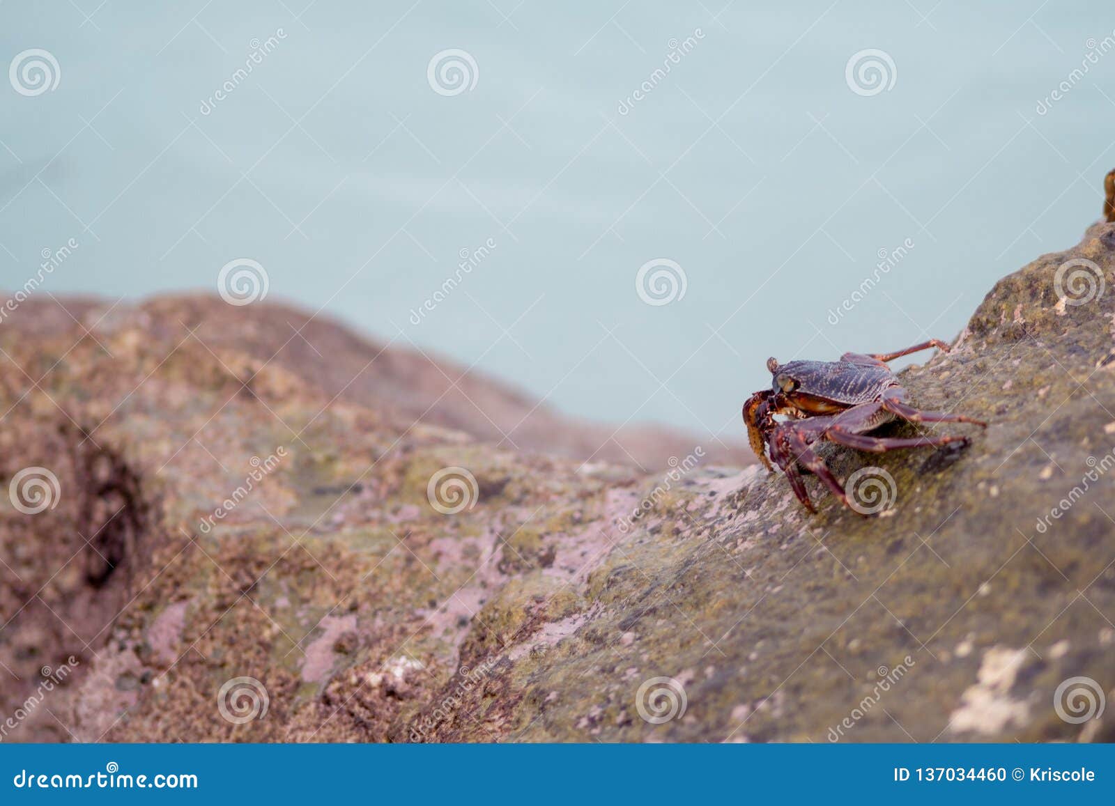 Small Crabs Crawling on the Rocks on Shore. Stock Photo - Image of live ...