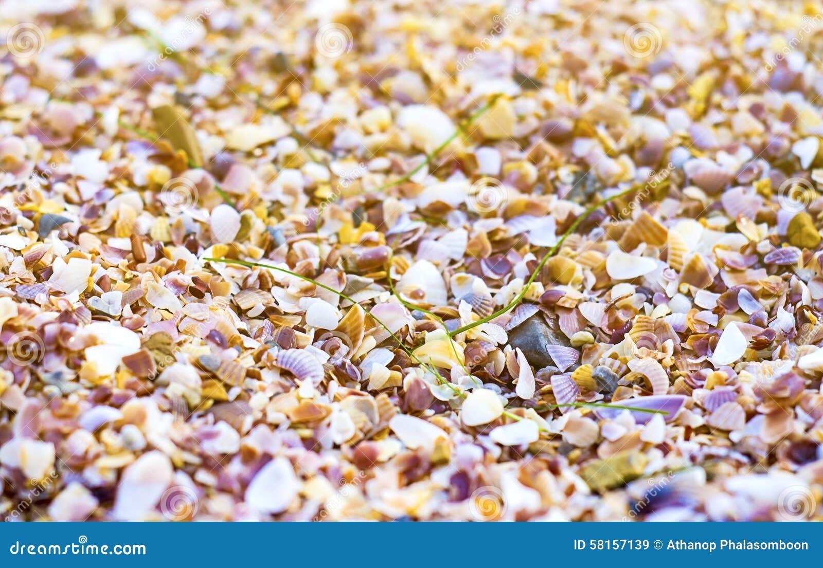 Small Crack Shells and Flare of Sunset Stock Image - Image of macro ...