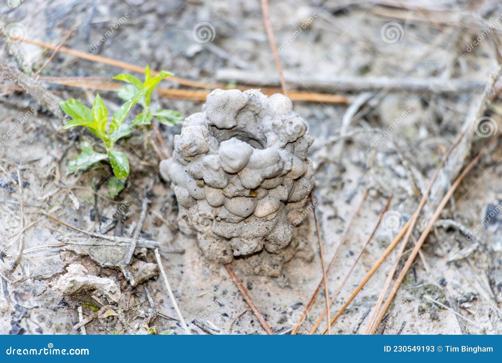 Small crawfish mud tower stock image. Image of clay - 230549193