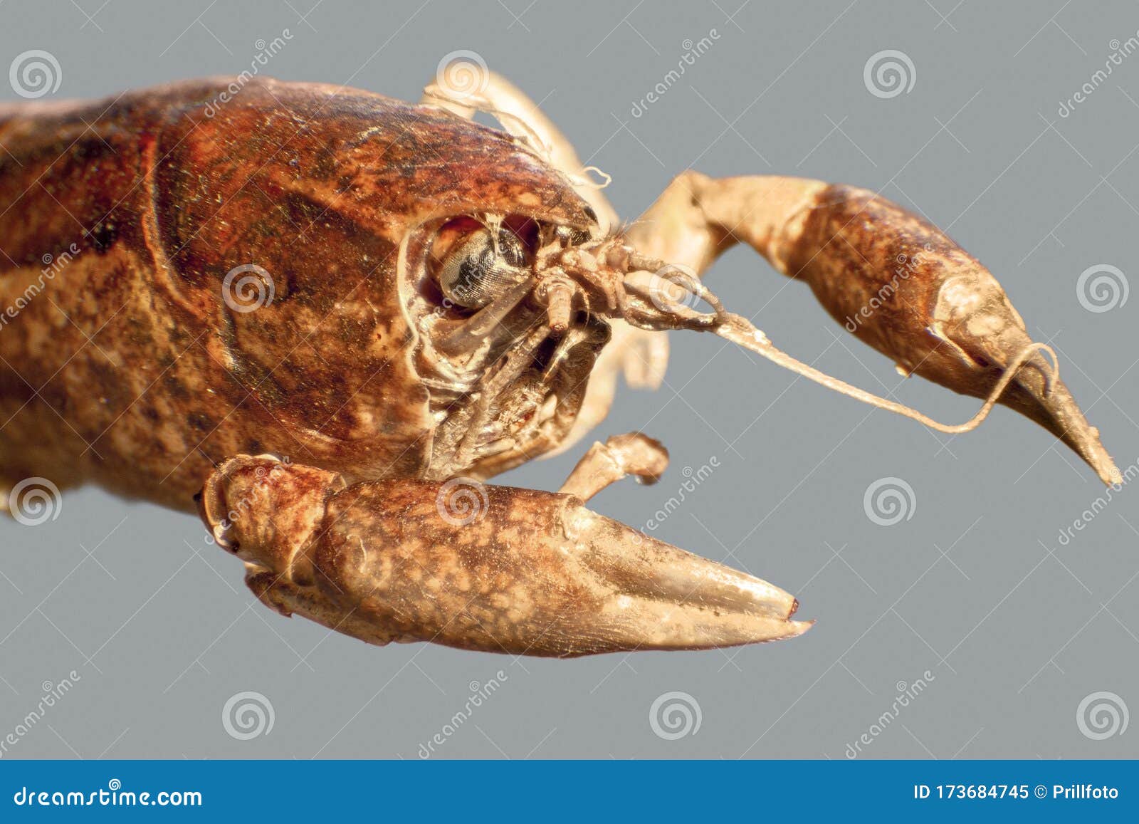 Small crayfish closeup stock image. Image of astacoidea - 173684745