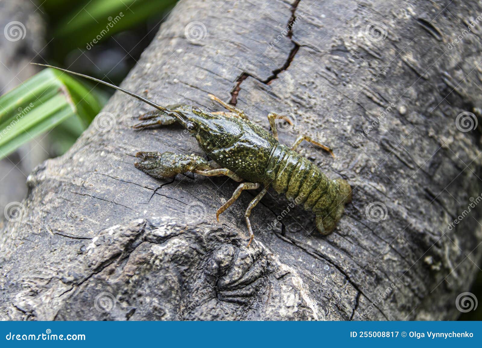 The Small Crayfish Move on the Tree Against Background. Crayfish on the ...