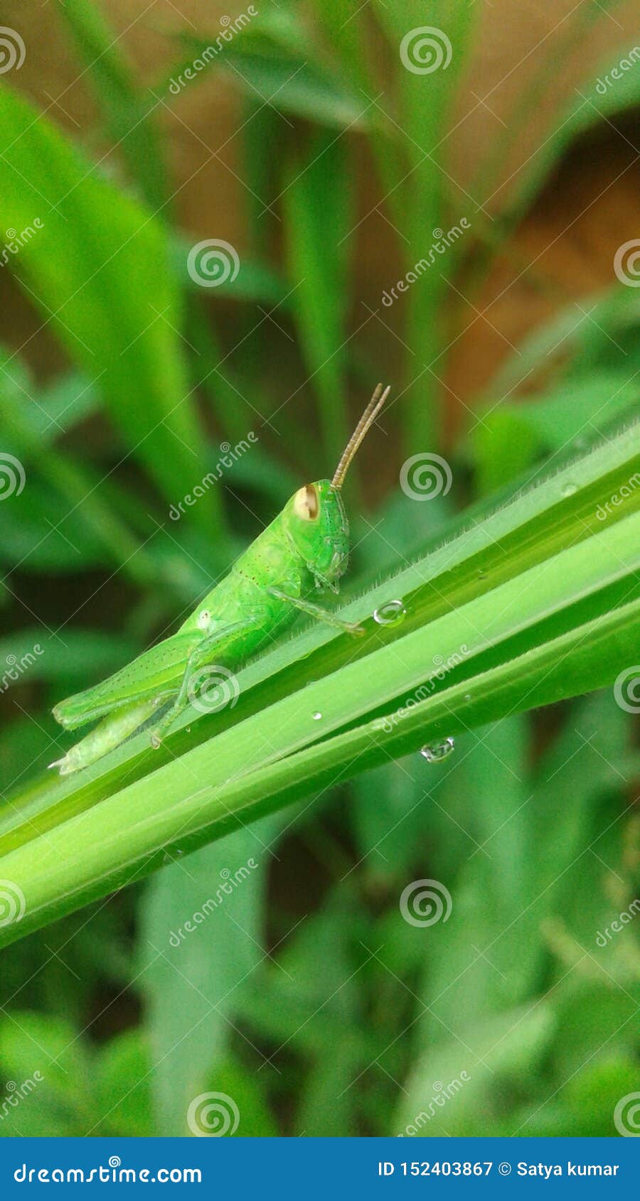 Small Creature Cute Creature Stock Image - Image of nature, small ...