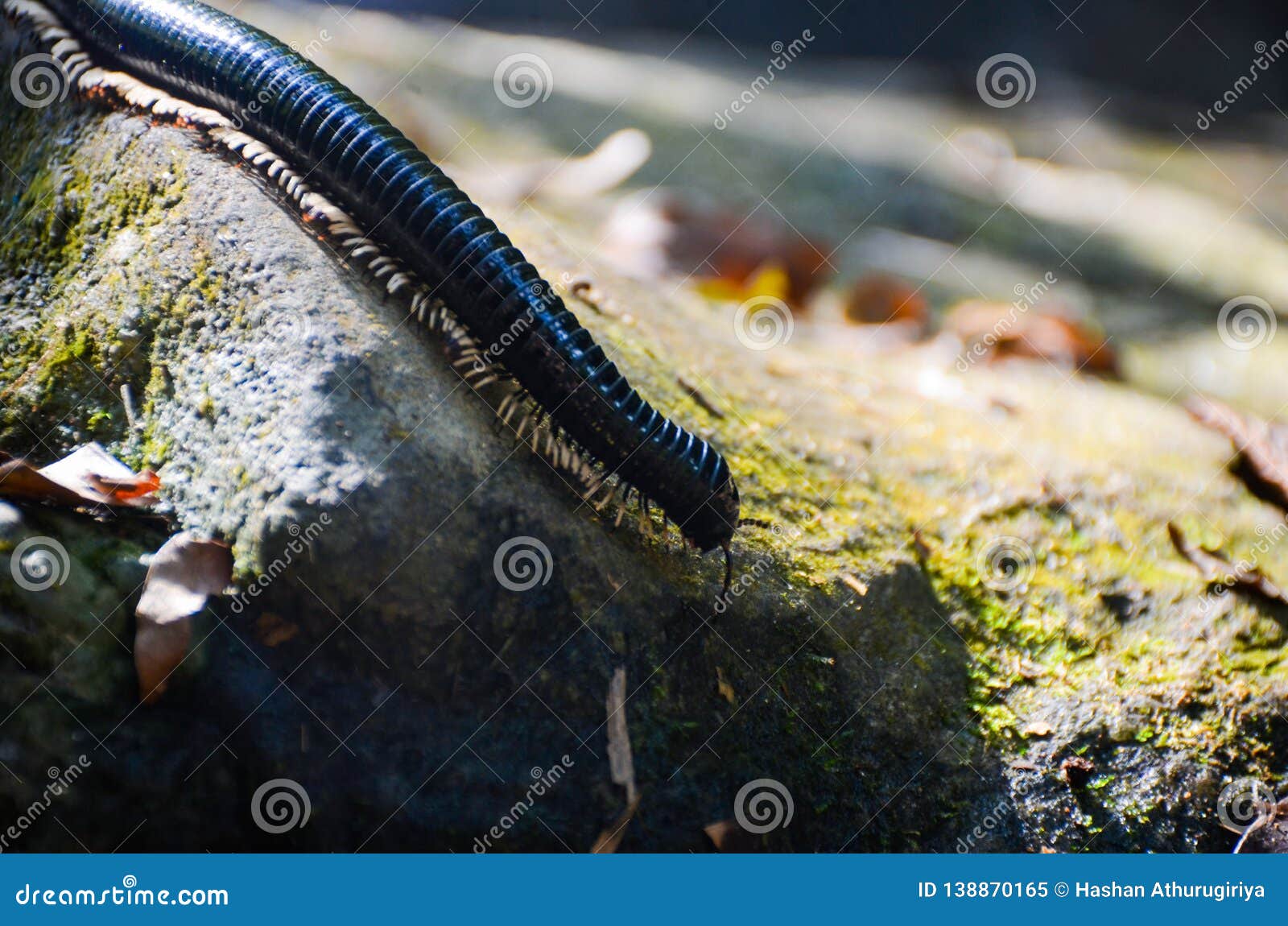 Small Creature on a Forest Rock Stock Image - Image of rock, forest ...