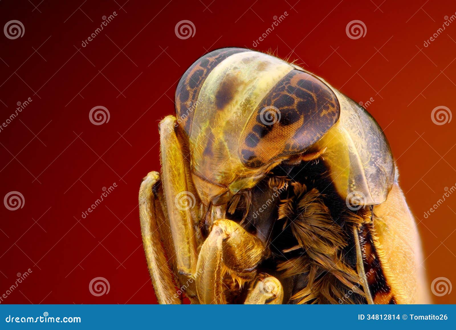 5,663 Detailed Creature Stock Photos - Free & Royalty-Free Stock Photos ...