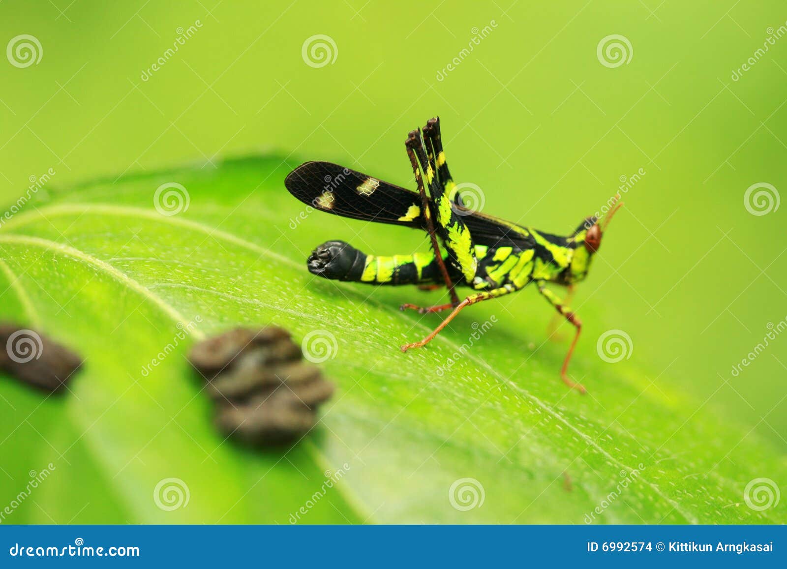 Small creatures stock photo. Image of creature, macro - 6992574