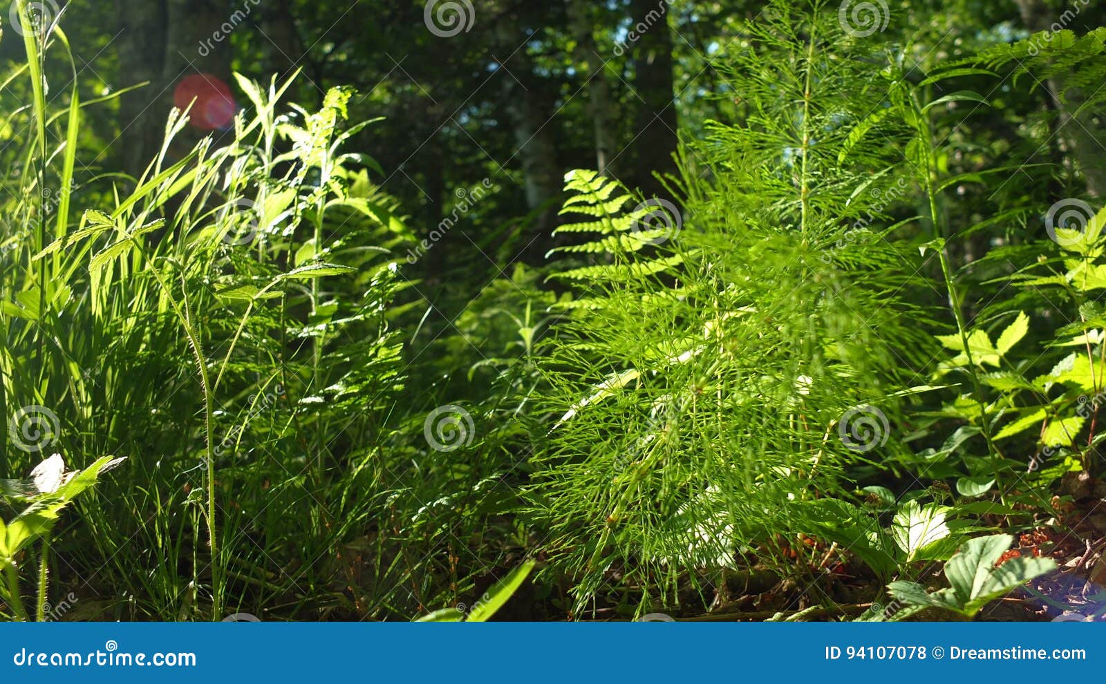 A small creatures view stock photo. Image of plants, grass - 94107078