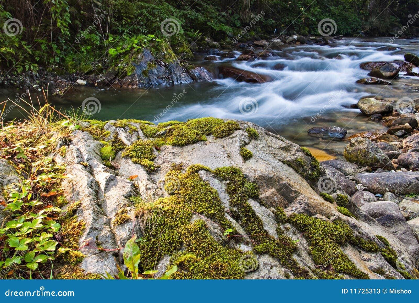 Small creek stock image. Image of peaceful, green, recreation - 11725313