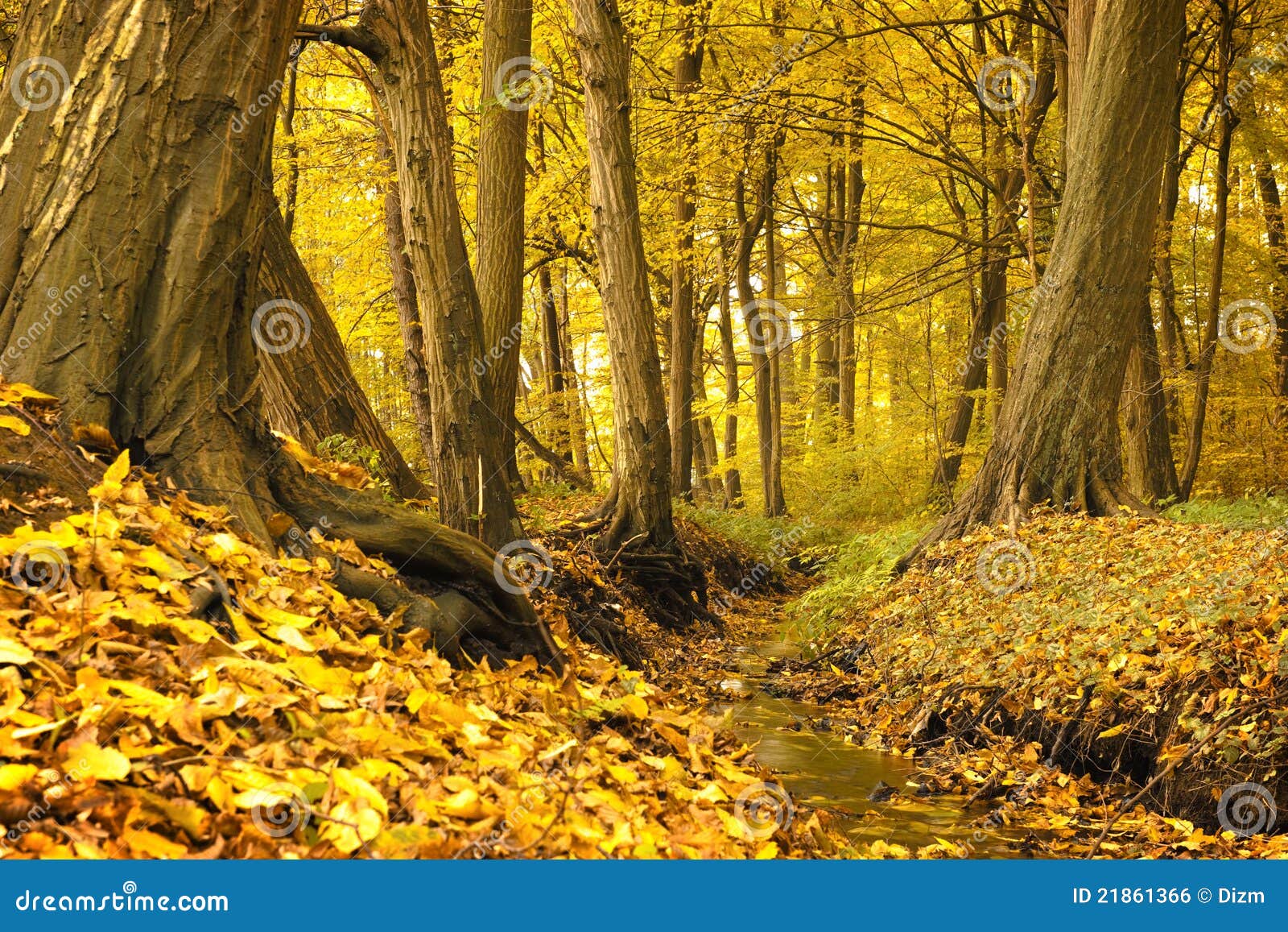 Small creek stock photo. Image of forest, yellow, thicket - 21861366