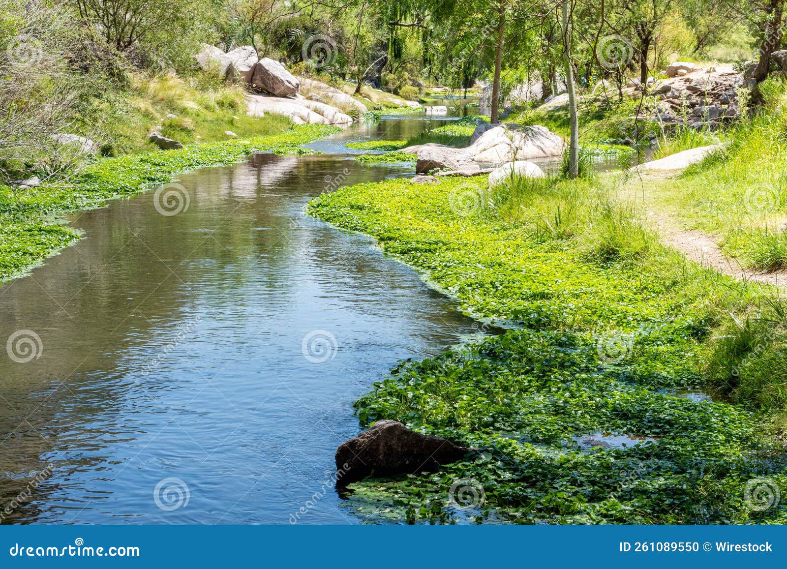 Small Creek Flowing Downstream in a Park Stock Photo - Image of forest ...