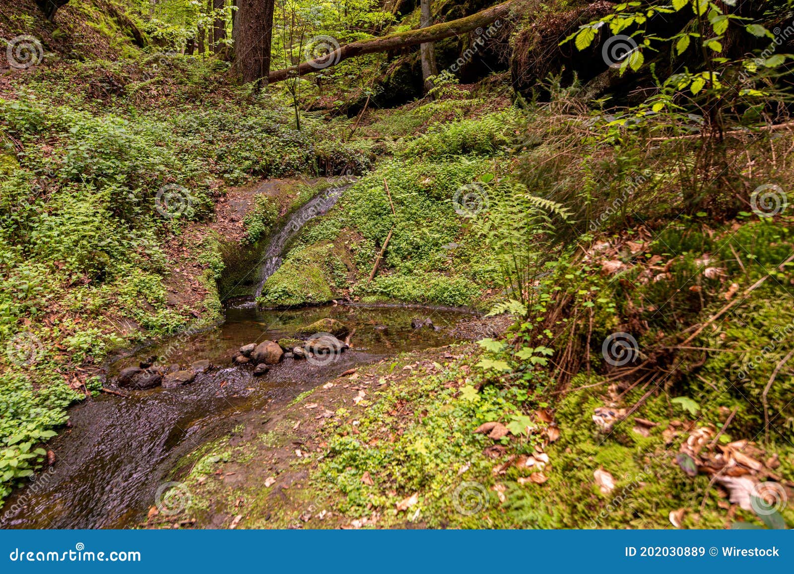 Small Creek Flowing in the Forest Surrounded by Greens and Trees Stock ...