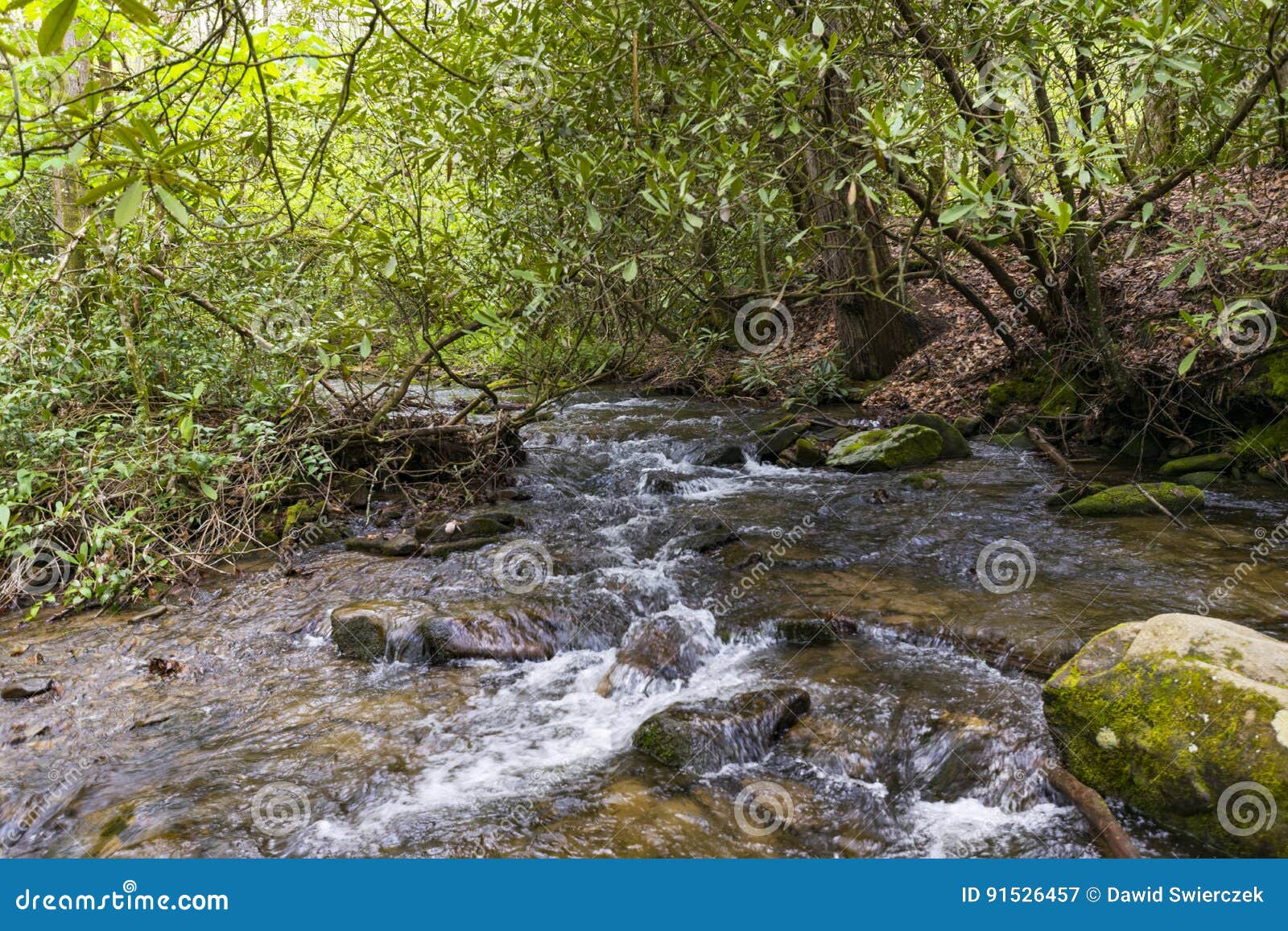 Small Creek in a Forest stock image. Image of wild, outdoor - 91526457