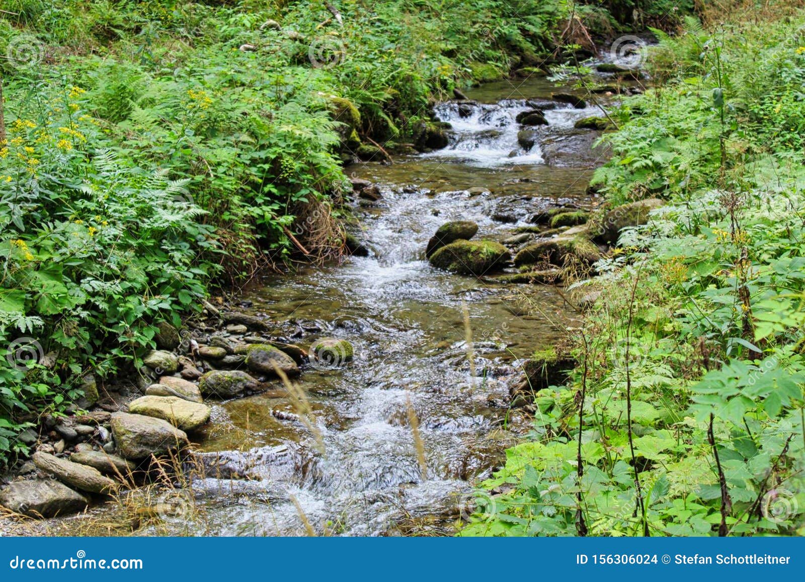 A Small Creek in the Forest in Summer Stock Photo - Image of autumn ...