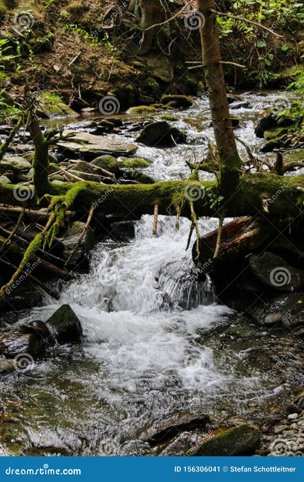 A Small Creek in the Forest in Summer Stock Image - Image of colourful ...