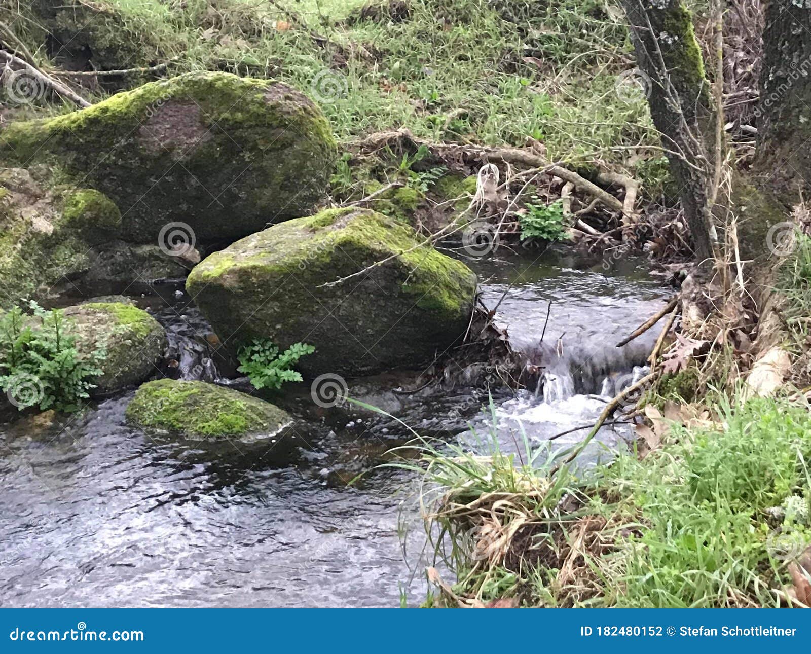 A Small Creek in the Forest Stock Photo - Image of spring, stone: 182480152