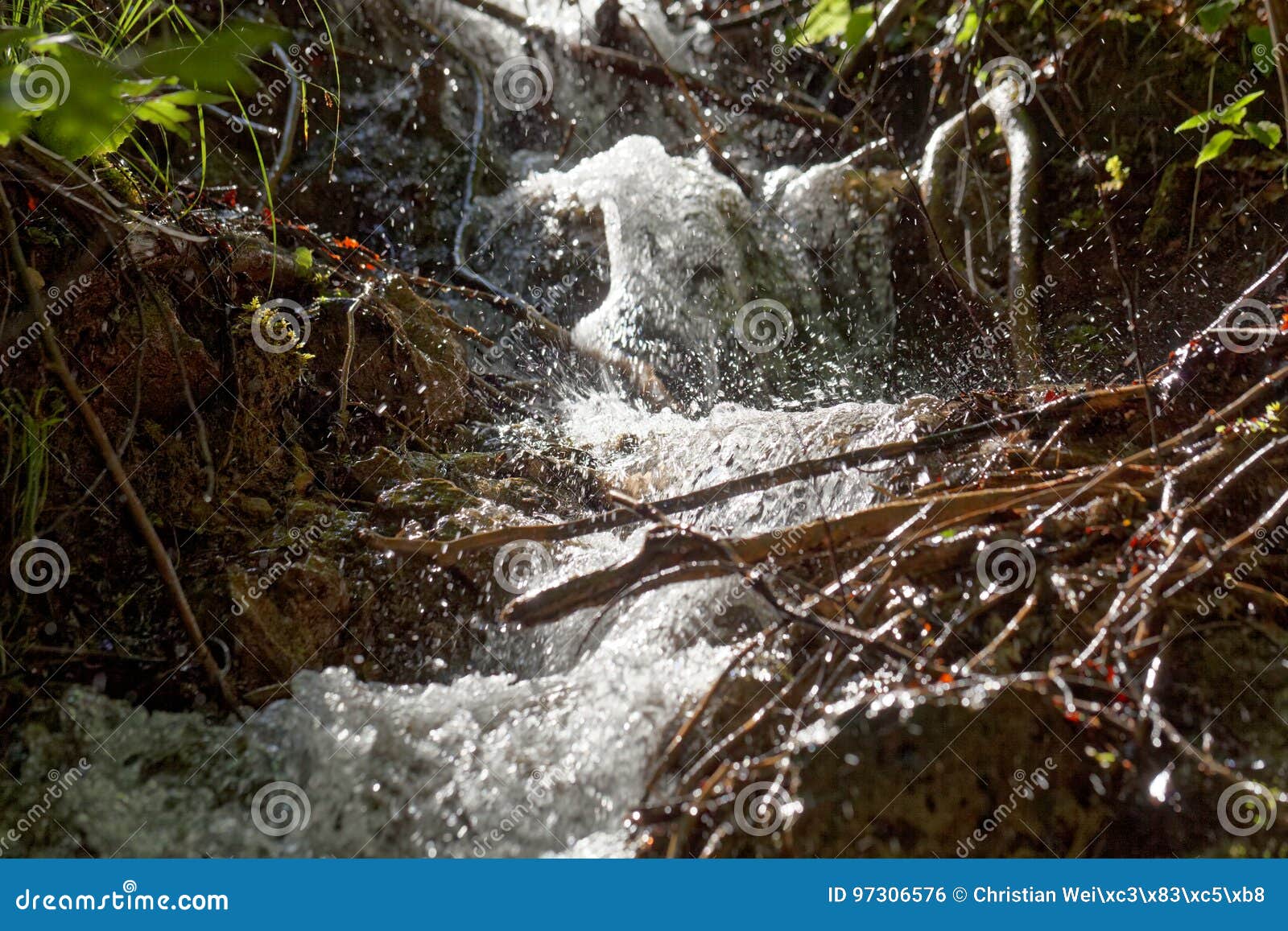 Small creek in a forest stock photo. Image of ecology - 97306576