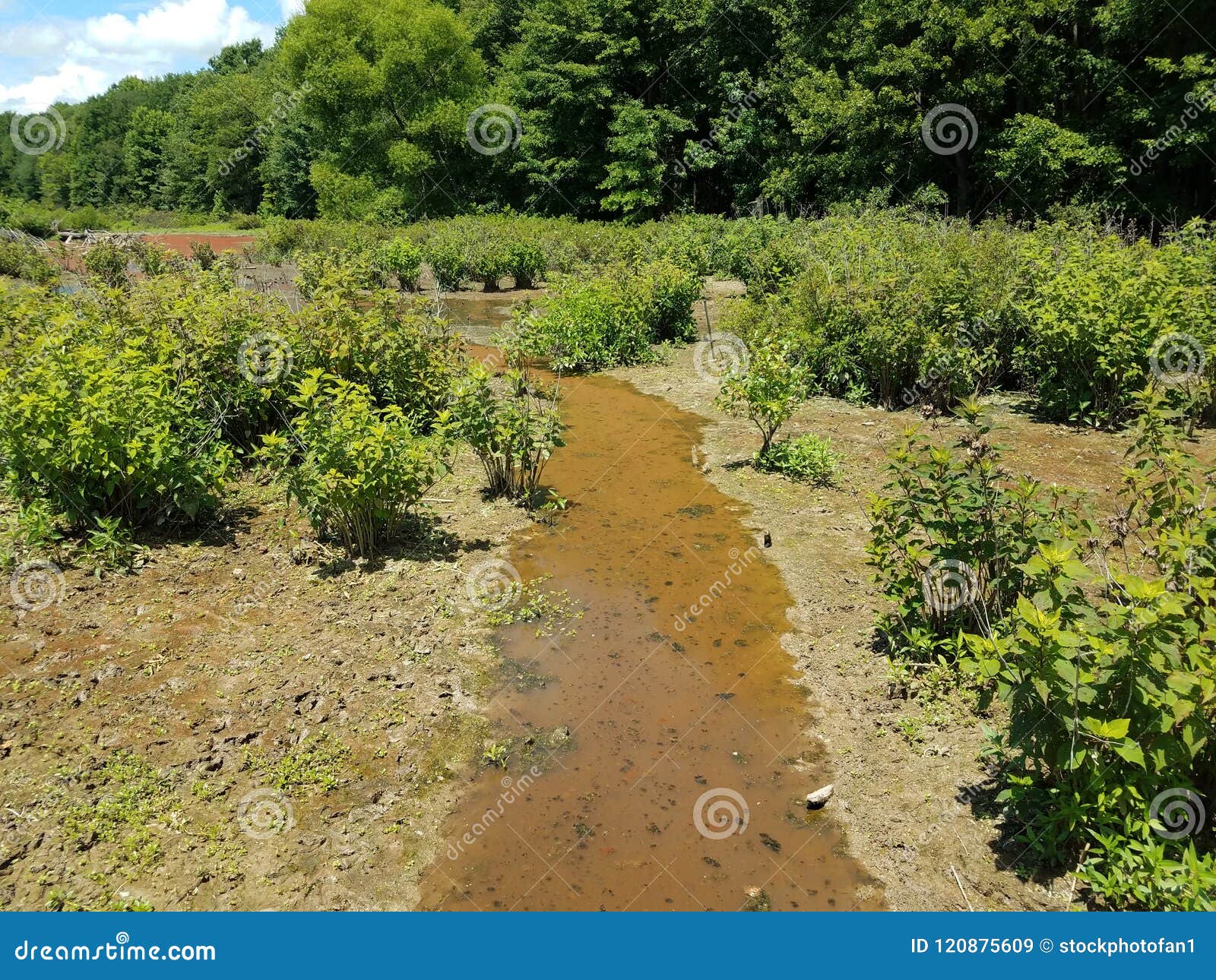 Small Creek and Mud in a Wetland Area Stock Image - Image of plants ...