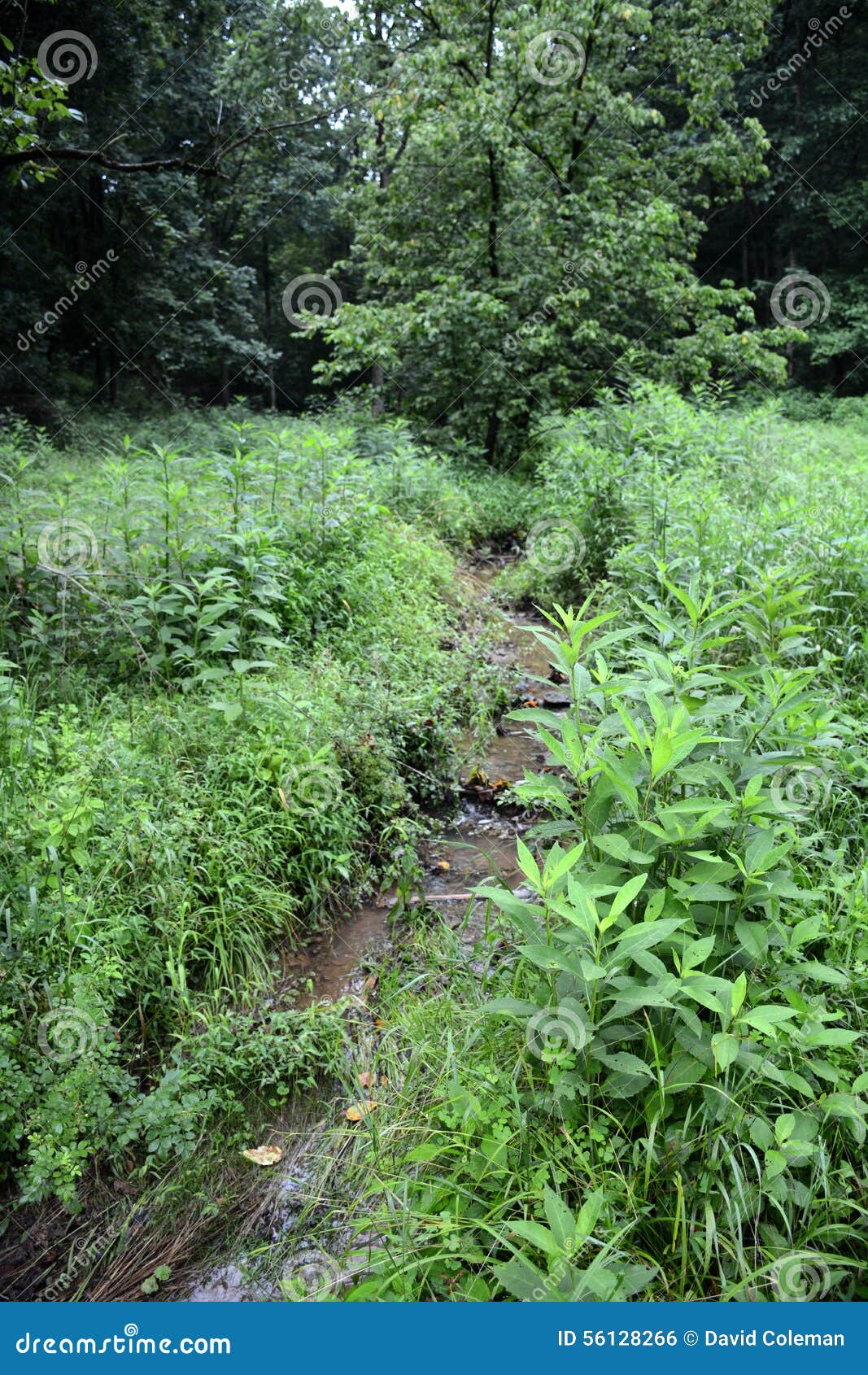Small creek stock photo. Image of country, landscape - 56128266
