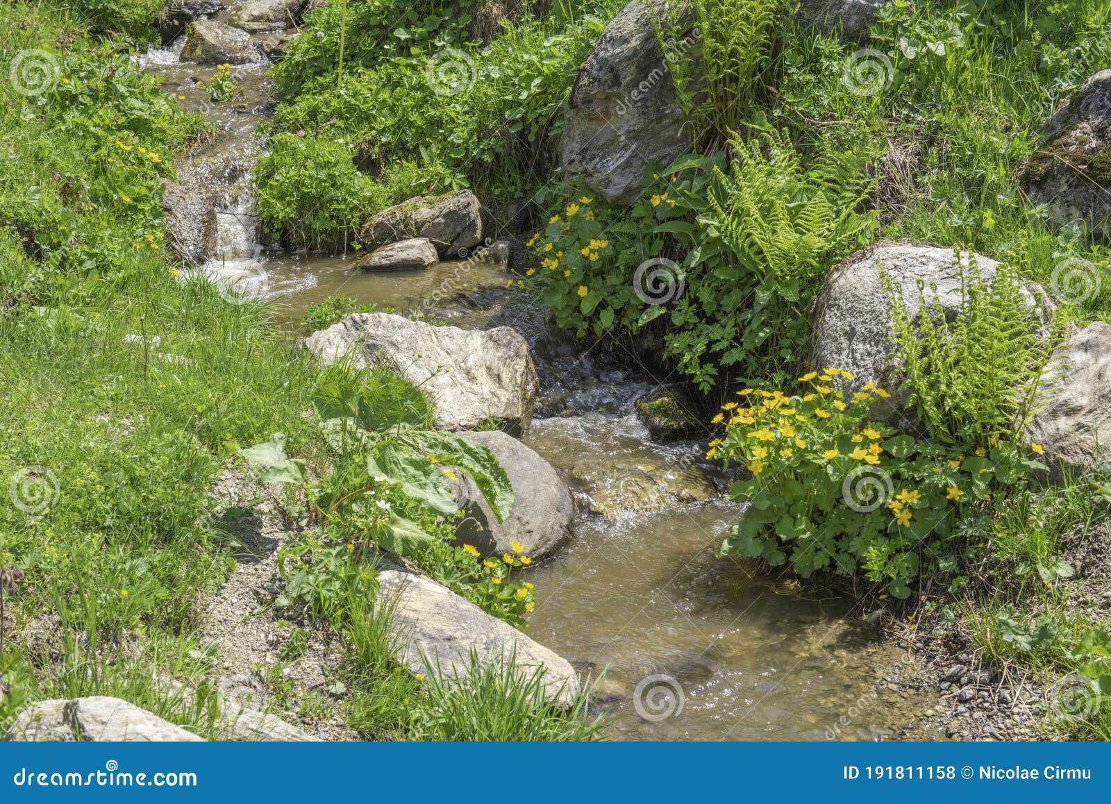 Small Creek Running on a Stone Way in the Middle of the Day Sun Stock ...