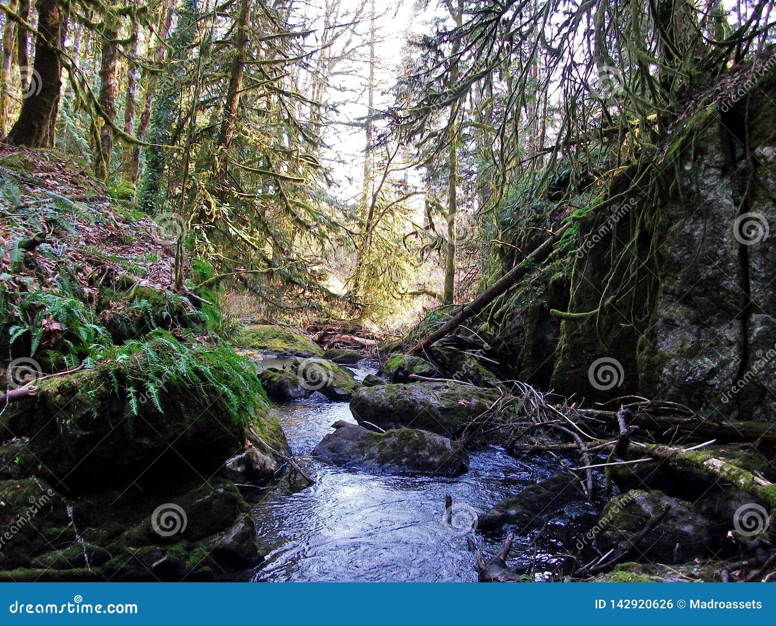 Small Creek in Victoria, BC Stock Photo - Image of small, nature: 142920626