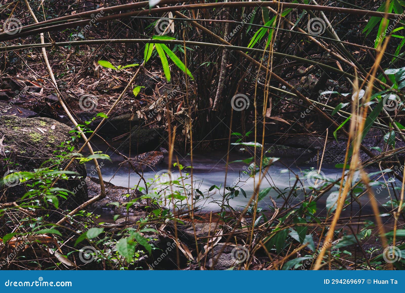 A Small Creek Water Stream in Bamboo Jungle Stock Image - Image of ...
