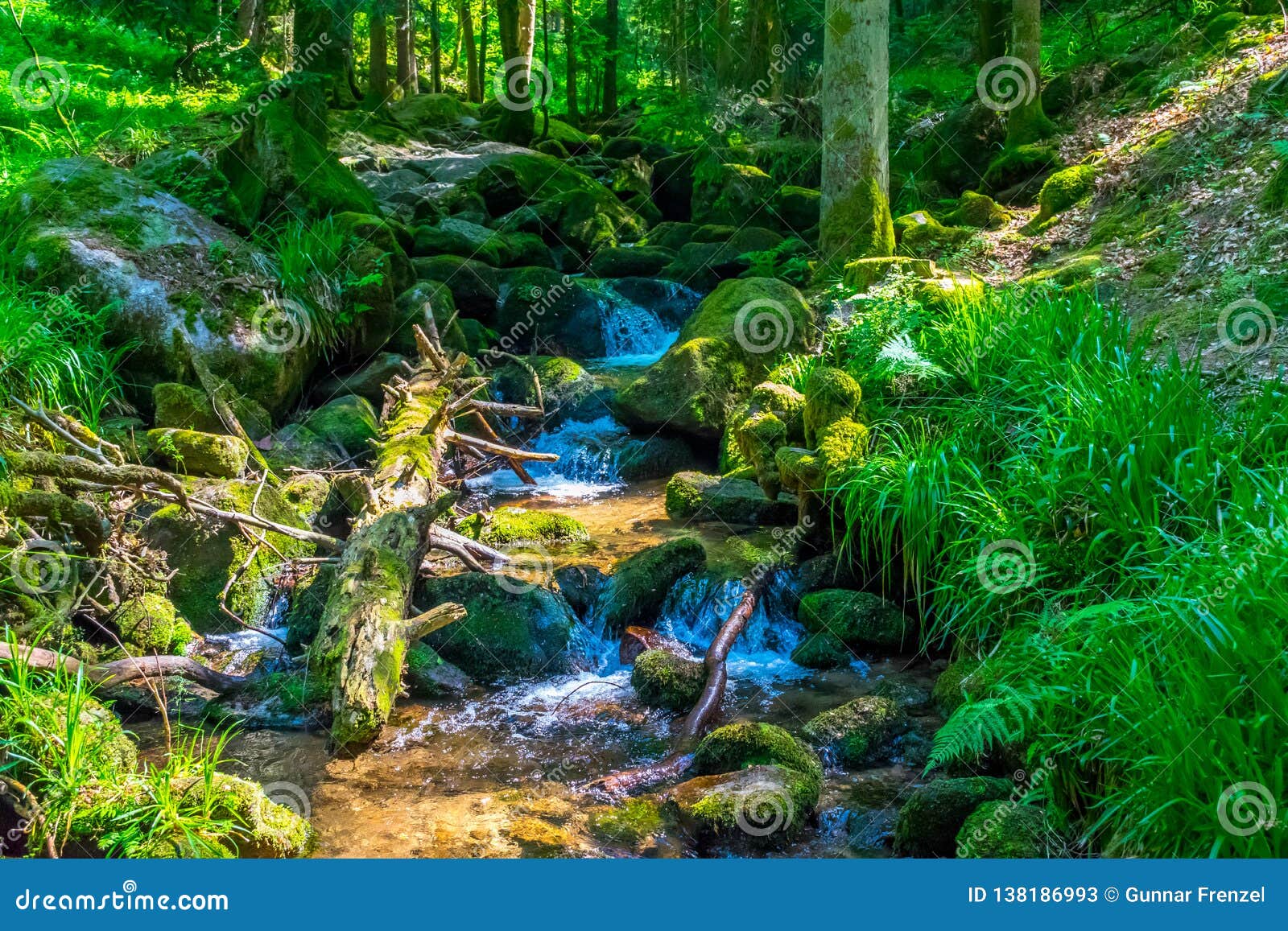 Small creek in the forest stock image. Image of parks - 138186993