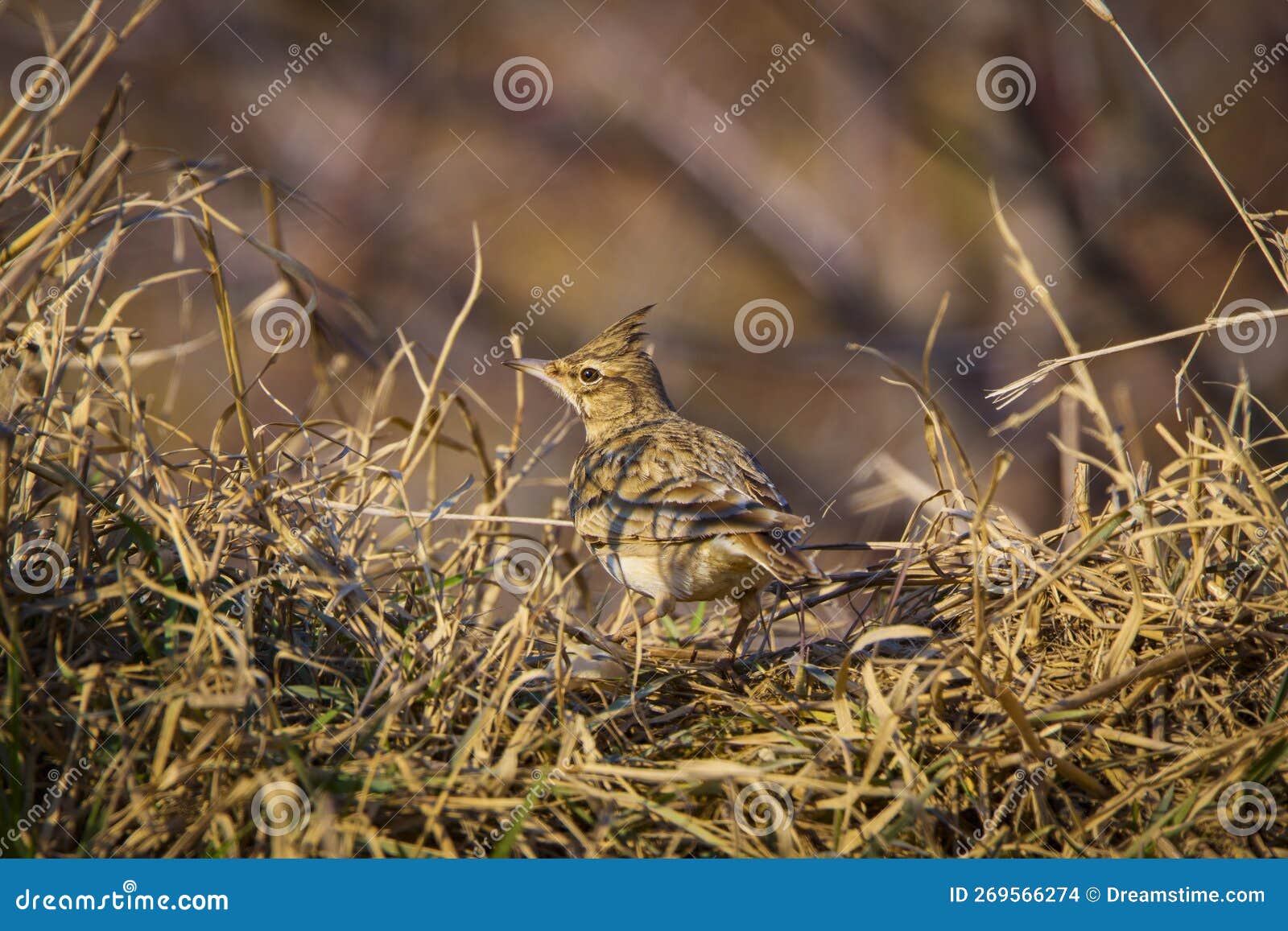 A Small Crested Lark (Galerida Cristata) Stock Photo - Image of wing ...