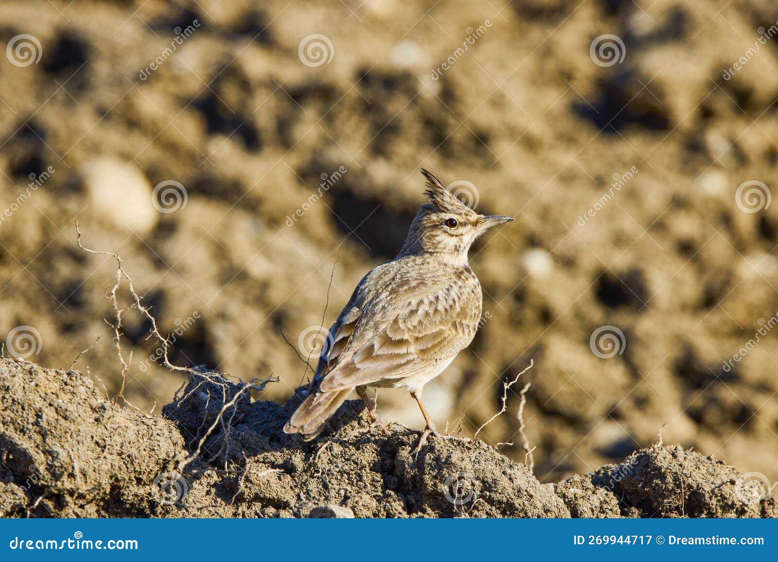 A Small Crested Lark (Galerida Cristata) Stock Image - Image of biology ...