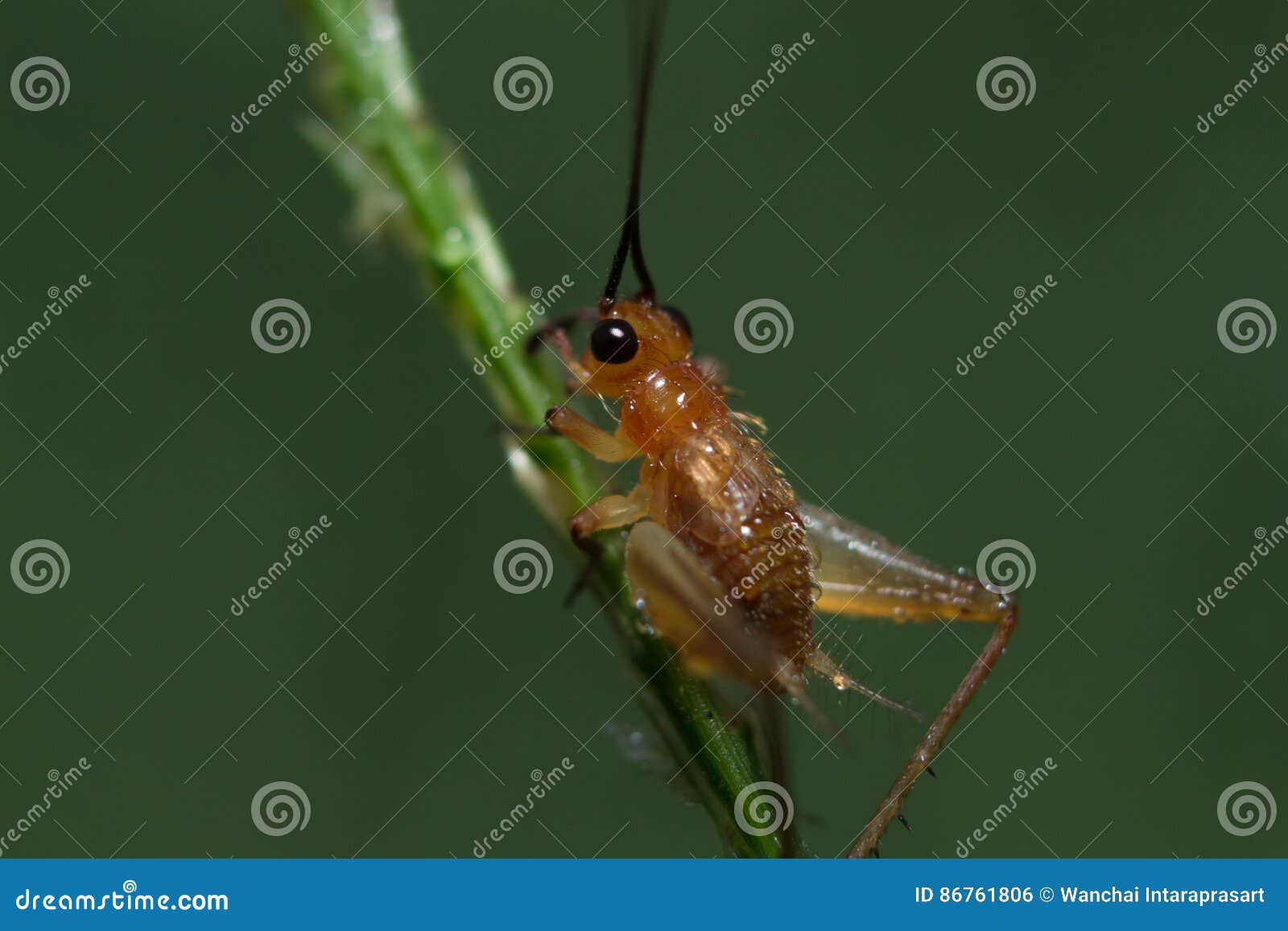 Small cricket stock photo. Image of antenna, fresh, head - 86761806