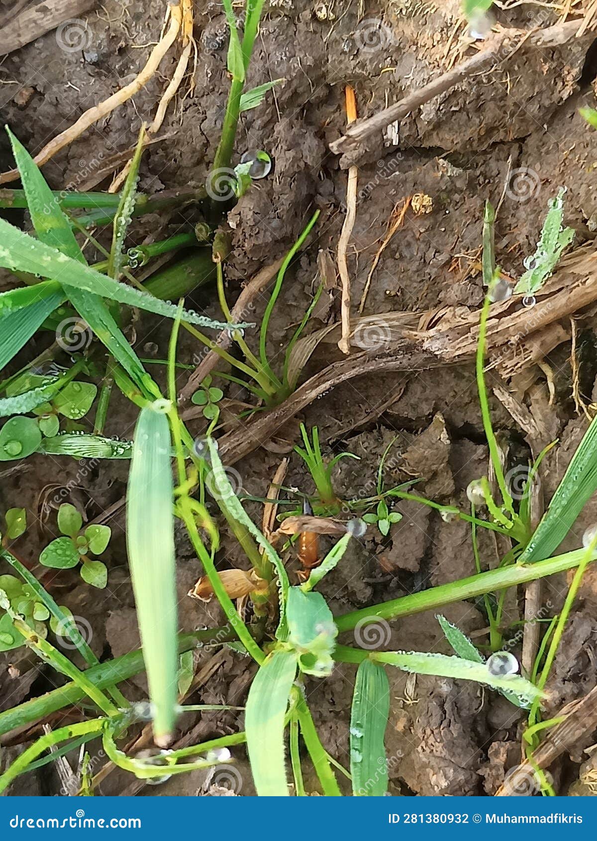 A Small Cricket in the Rice Field Stock Photo - Image of green, animals ...