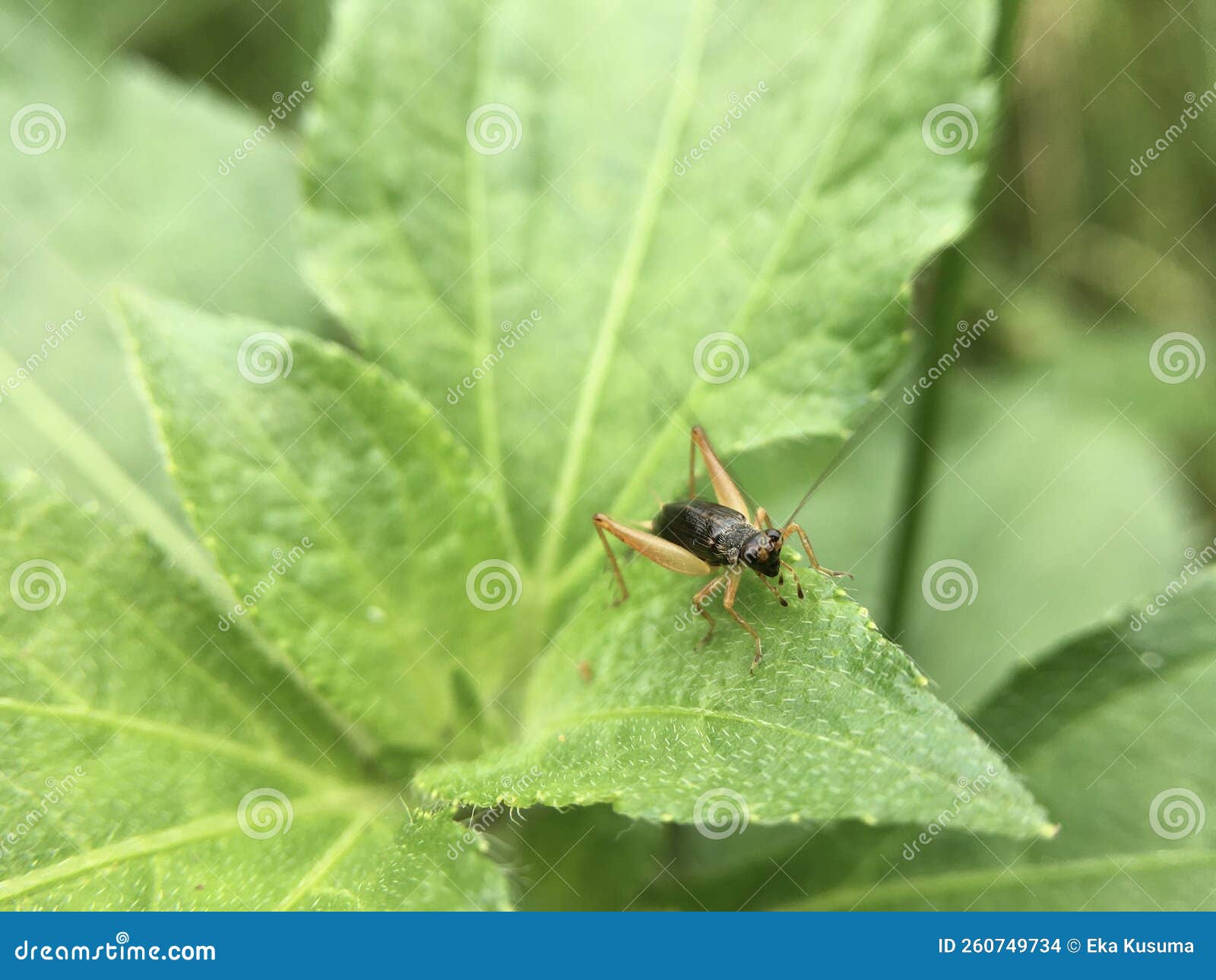 Small cricket stock photo. Image of crickets, small - 260749734