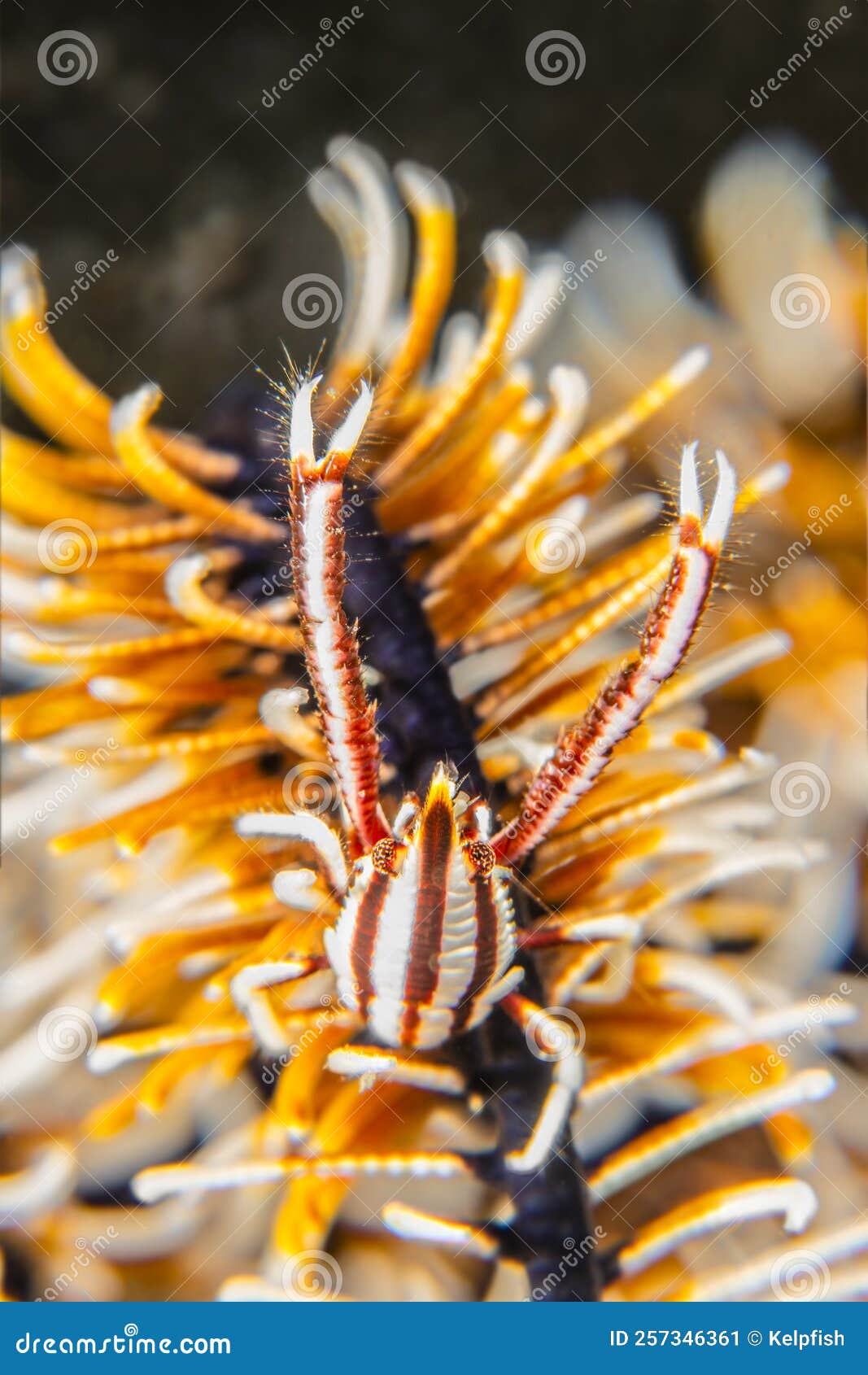Crinoid Shrimp Royalty-Free Stock Photography | CartoonDealer.com ...