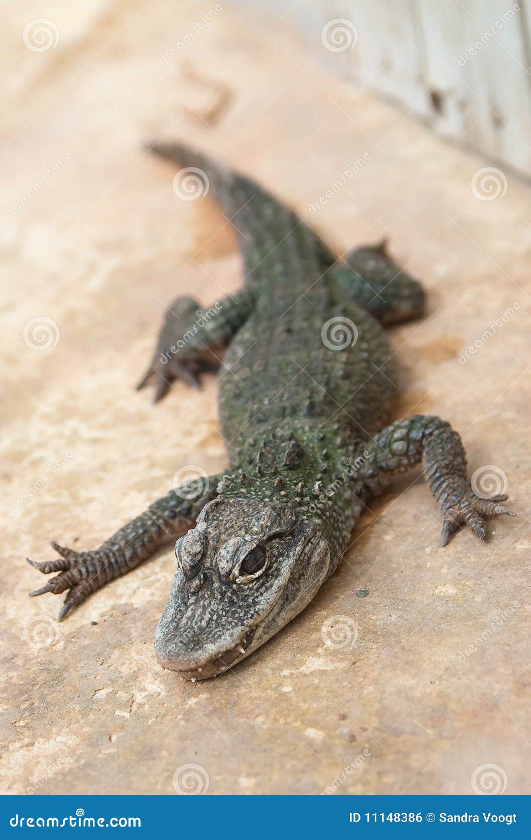 Small crocodile stock photo. Image of dangerous, cayman - 11148386