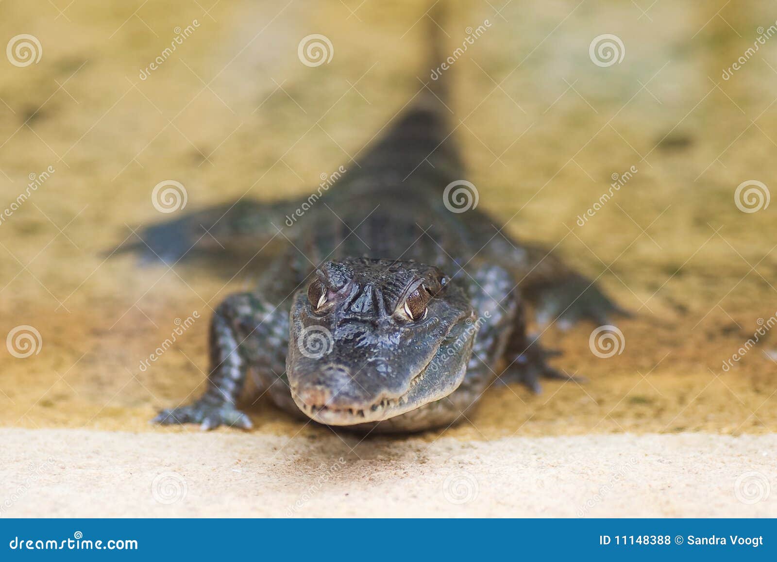 Small crocodile stock photo. Image of caiman, crocodile - 11148388